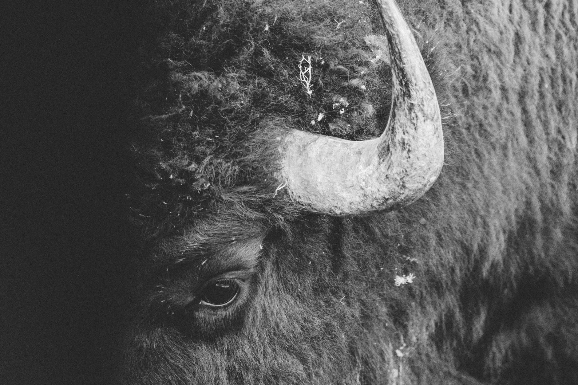A Story of Hope: white bison born in Yellowstone Park | Rae Cod’s Writing
